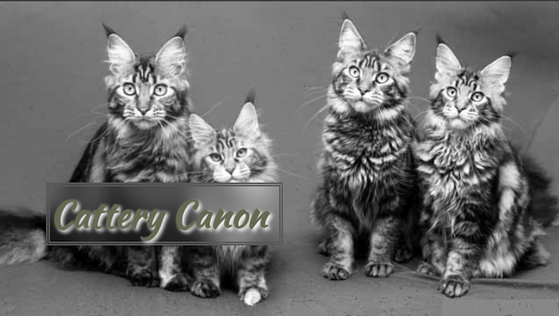 ようこそ！ - Cattery Canon